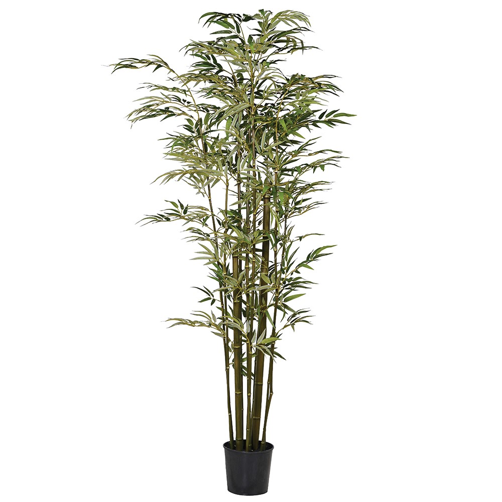 6FT Multi Stem Bamboo Tree In Pot – Zoohause