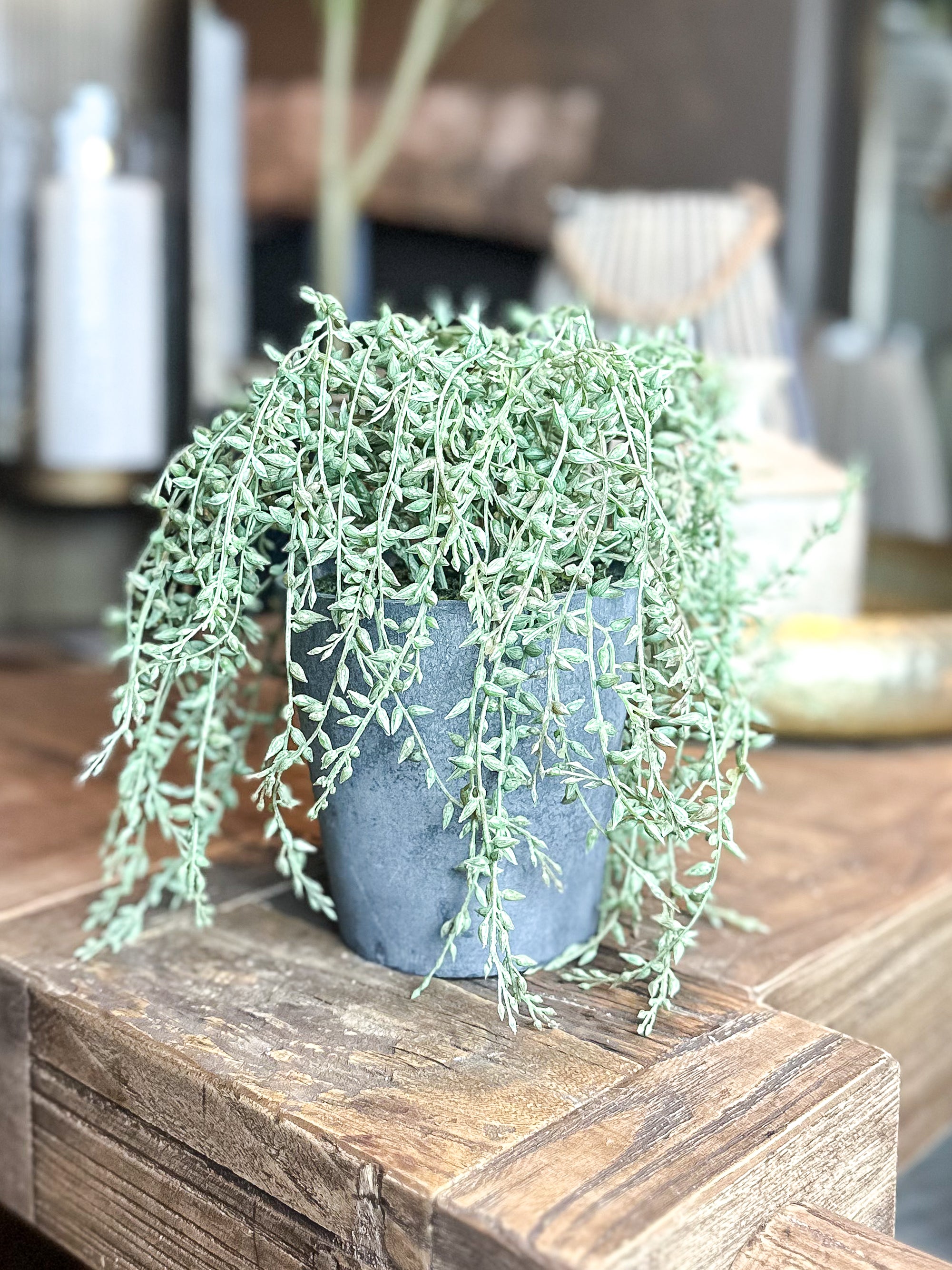 Faux Senecio Plant In Grey Pot – Zoohause